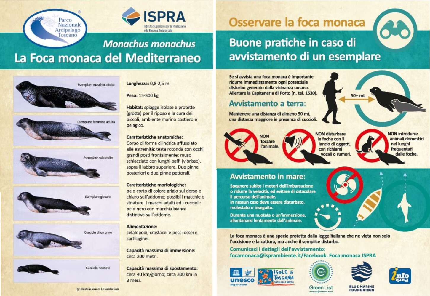 Una foca monaca avvistata tra l’Argentario e l’Isola del Giglio