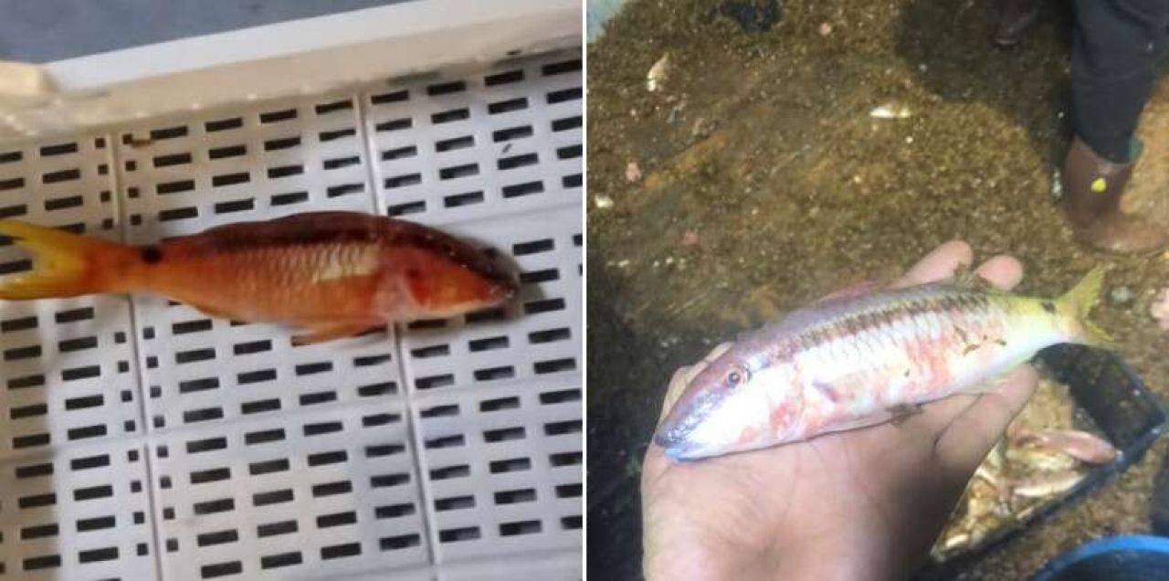 Specie aliene, la triglia del Mar Rosso oggi è di casa a Lampedusa